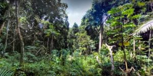 Iguape SP - Praia da Juréia - Guia 2026 Naturam